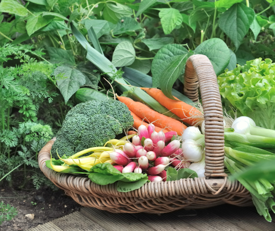 The Best Fall Vegetables to Plant in September: A Veganic Gardeners ...